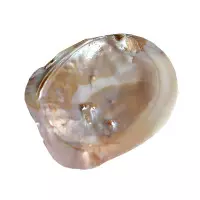 Concha Madrepérola